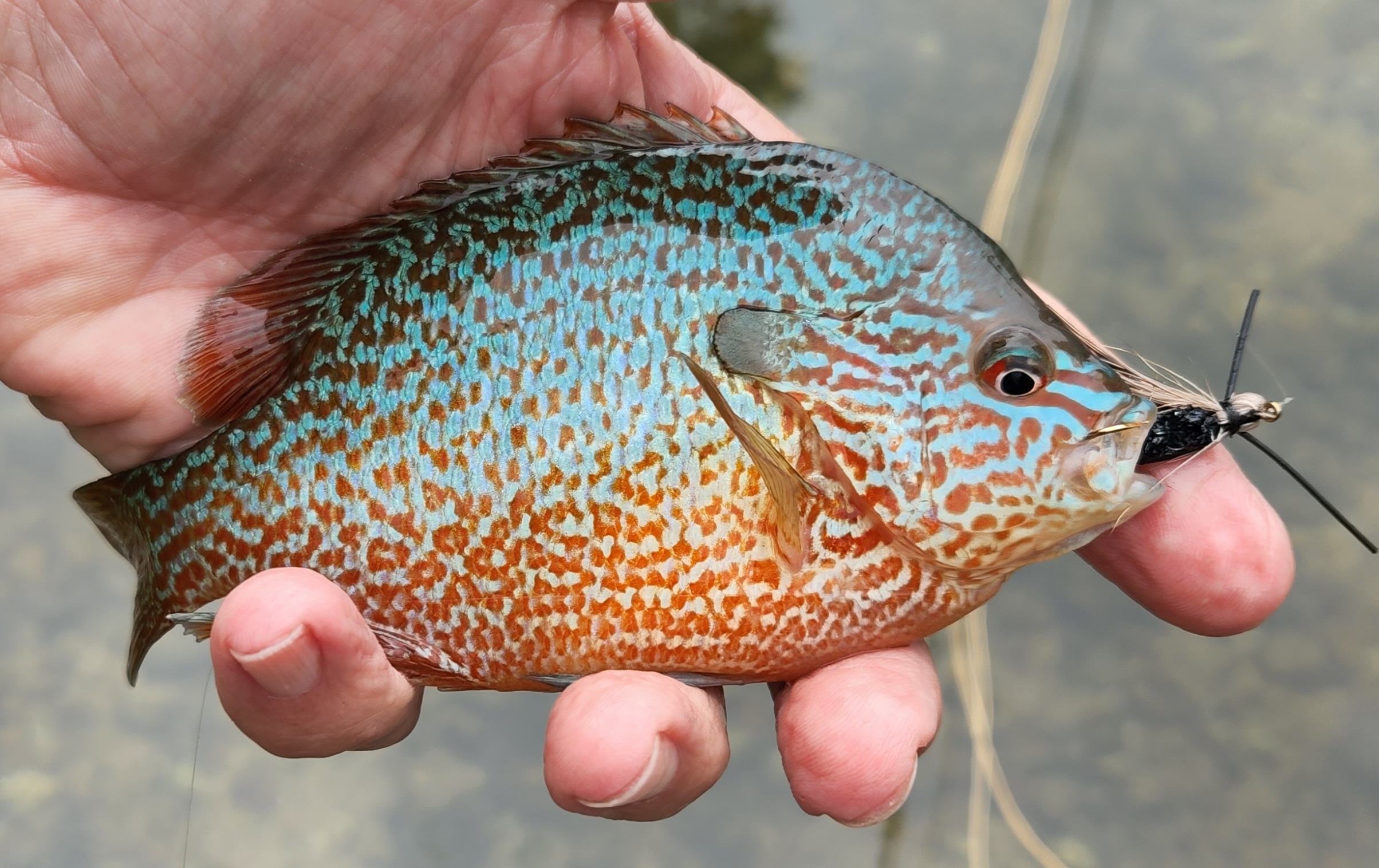 Trout and More – Missouri Fly Fishing Guide